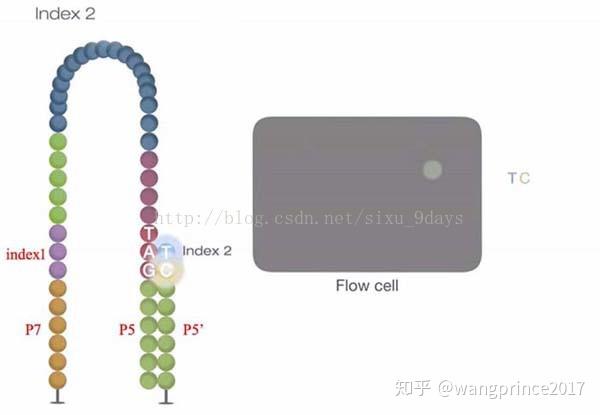 illumina 双端测序（pair end） - 知乎