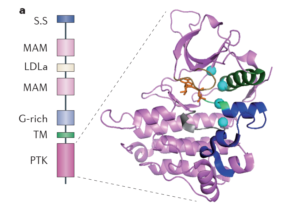 ALK突变在肺癌中的研究应用 - 知乎
