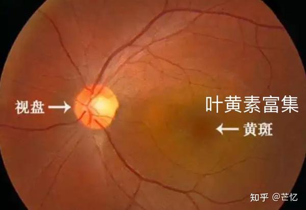 你对 叶黄素”了解吗? 知乎