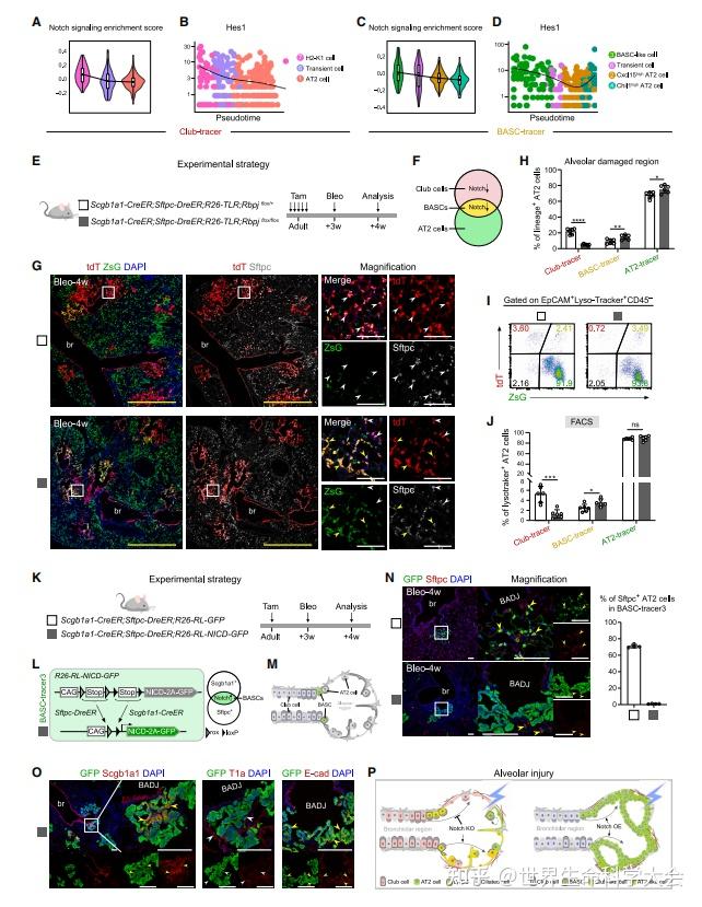 Cell | 细胞示踪新技术揭示AT2起源 - 知乎