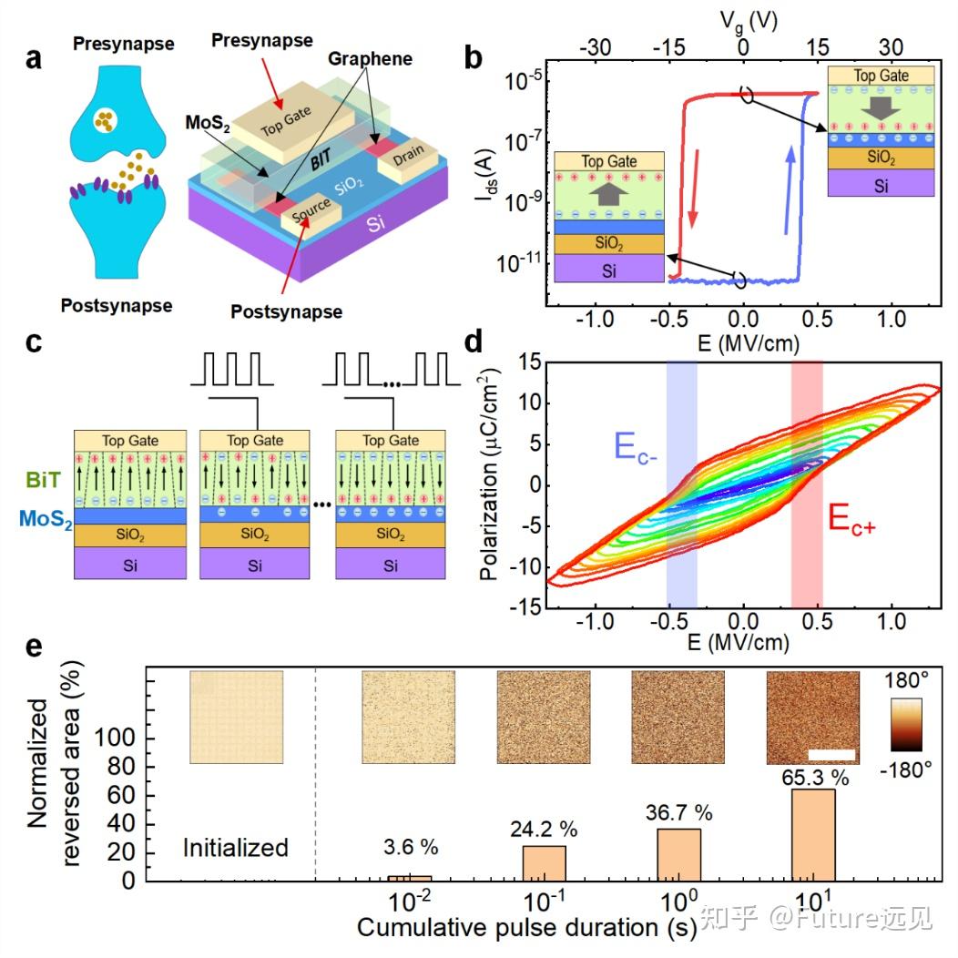 Chip发表中南大学、复旦大学最新合作成果：面向高效神经形态计算的范德华铁电晶体管全能人工突触 - 知乎