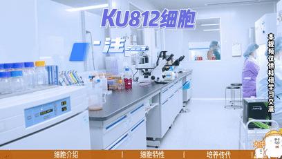 KU812细胞培养，人外周血嗜碱性白血病细胞培养攻略-丰晖生物 - 知乎