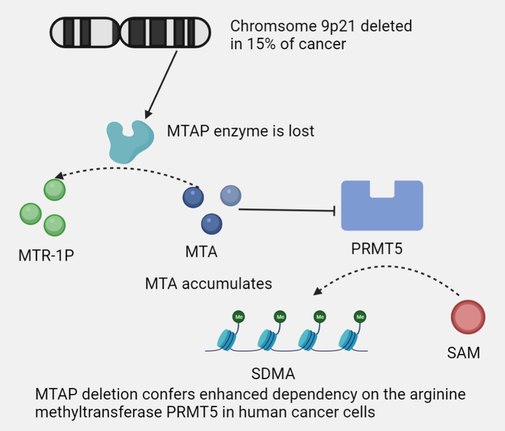 MTAP缺失增强了人类癌细胞对精氨酸甲基转移酶PRMT5的依赖性 - 知乎