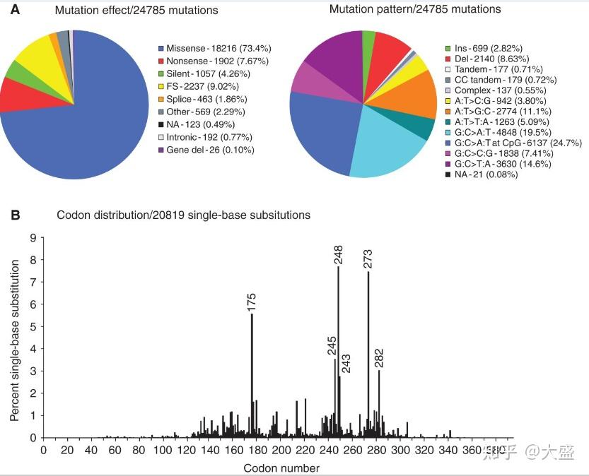 人类癌症中最常见的突变基因——TP53 - 知乎