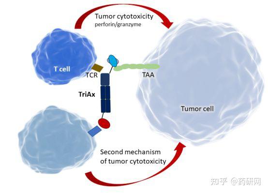 消化道肿瘤靶点新星：CDH17 - 知乎