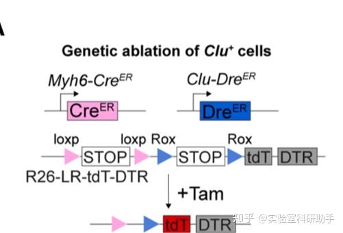文献图解之Dre-Rox 与 Cre-loxP 双重组酶系统实现细胞的靶向消融 - 知乎