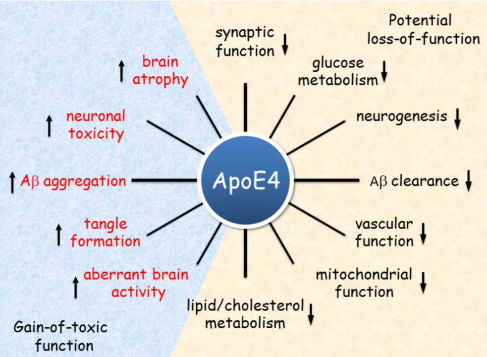 如何看待雷神扮演者克里斯·海姆斯沃斯因为阿尔兹海默症遗传倾向宣布息影? - 知乎