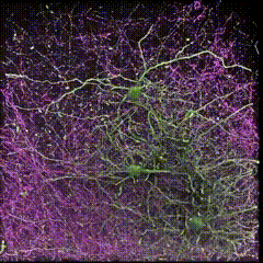 跟图灵奖学AI系列（二）跟Marvin Minsky 学习（亦或是“辩论”）Perceptron - 知乎