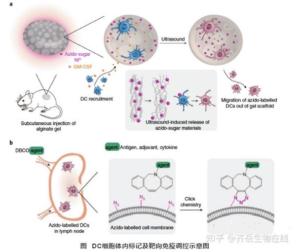 DBCO-DC DBCO-树突状细胞 - 知乎