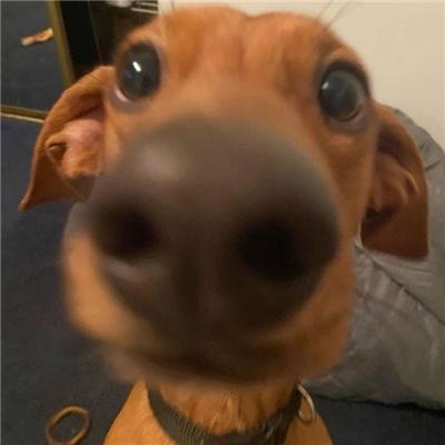 Setting data field "xxx" to undefined is invalid. - 知乎