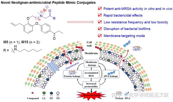 膜靶向的新木脂素-抗菌肽模拟物共轭体抗MRSA感染研究 - 知乎