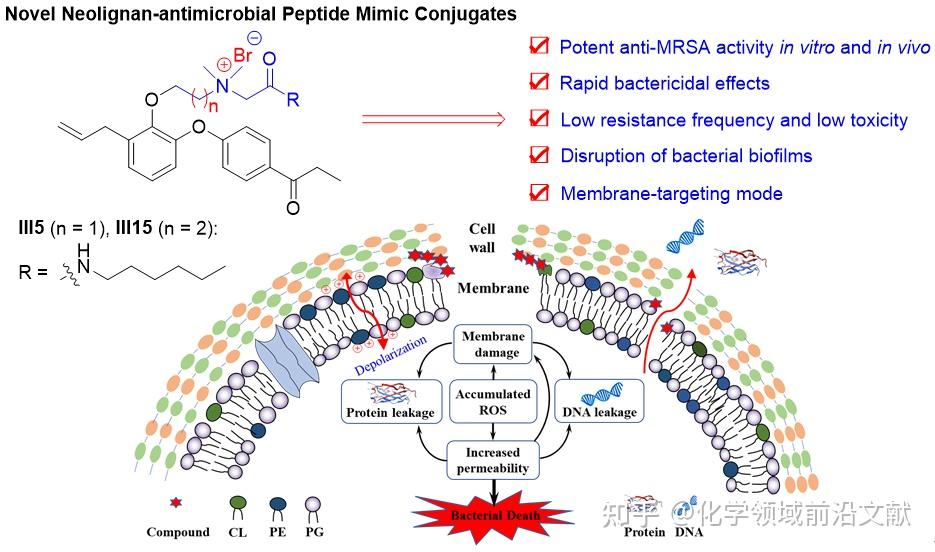 J. Med. Chem.：膜靶向的新木脂素-抗菌肽模拟物共轭体抗MRSA感染研究 - 知乎