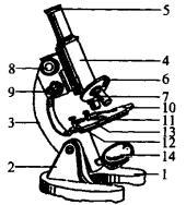 显微镜的结构和使用 - 知乎