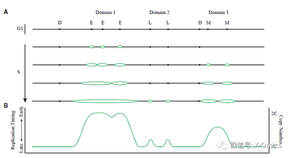 Molecular Cell | 真核生物DNA复制起始 - 知乎