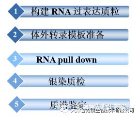 实验干货|RNA pull-down实验原理及应用解析 - 知乎