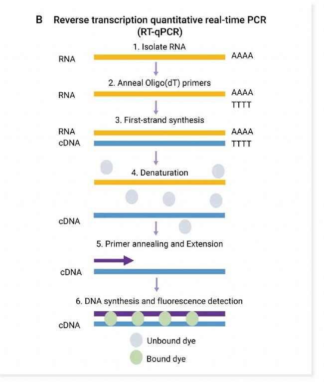 PCR、qPCR 和 RT-PCR |MedChemExpress (MCE) - 知乎