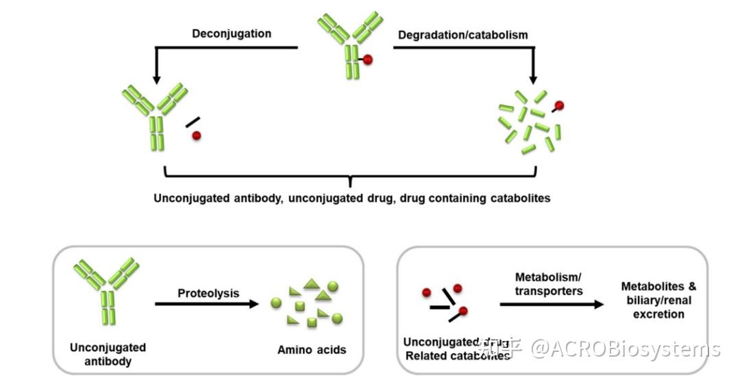 ADC PK研究再添核心工具：抗DXD抗体 - 知乎