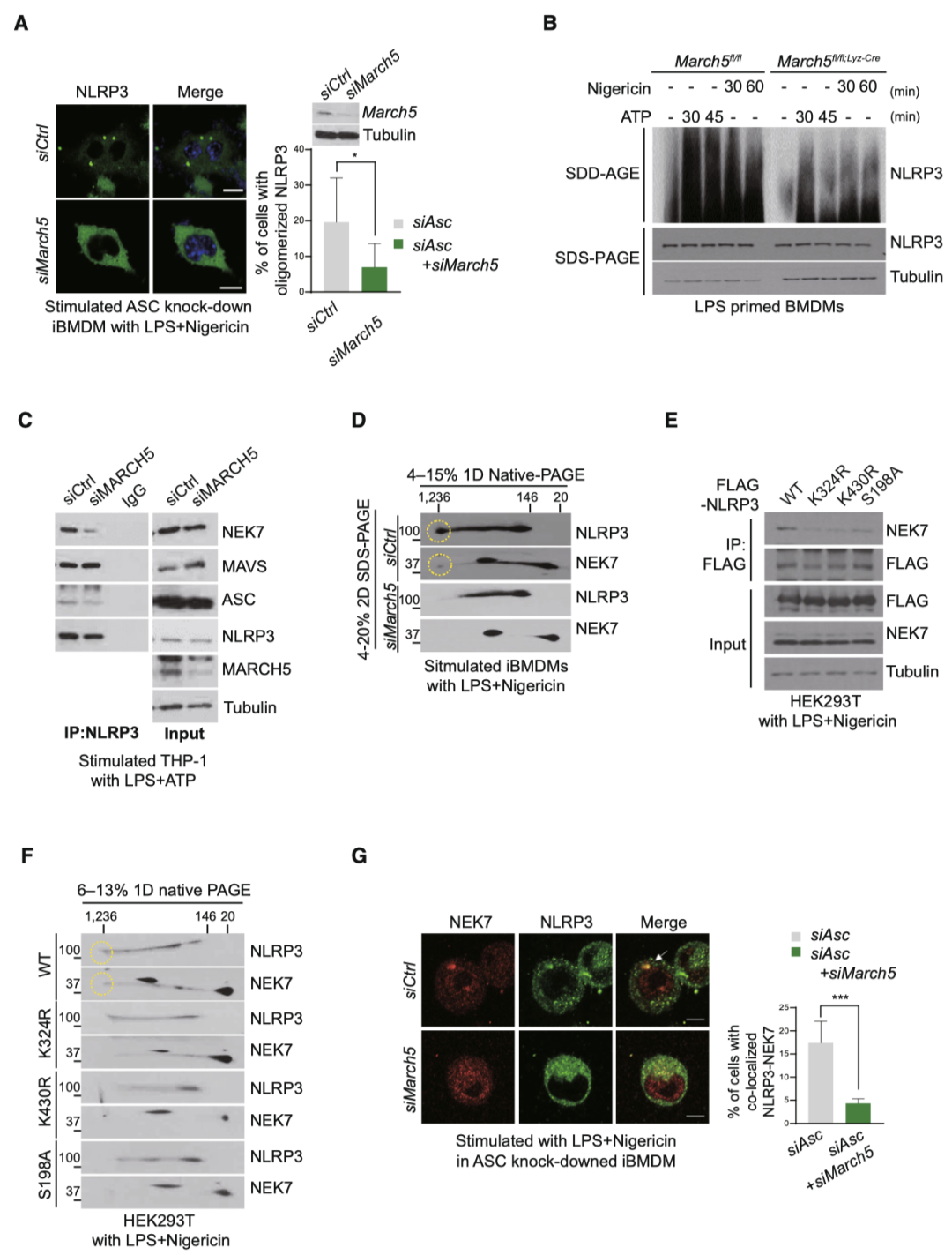 EMBO丨线粒体 NLRP3-NEK7 复合物形成和 NLRP3 炎性体激活需要 MARCH5 依赖性 NLRP3 泛素化 - 知乎