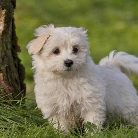 哈瓦那犬 - 知乎