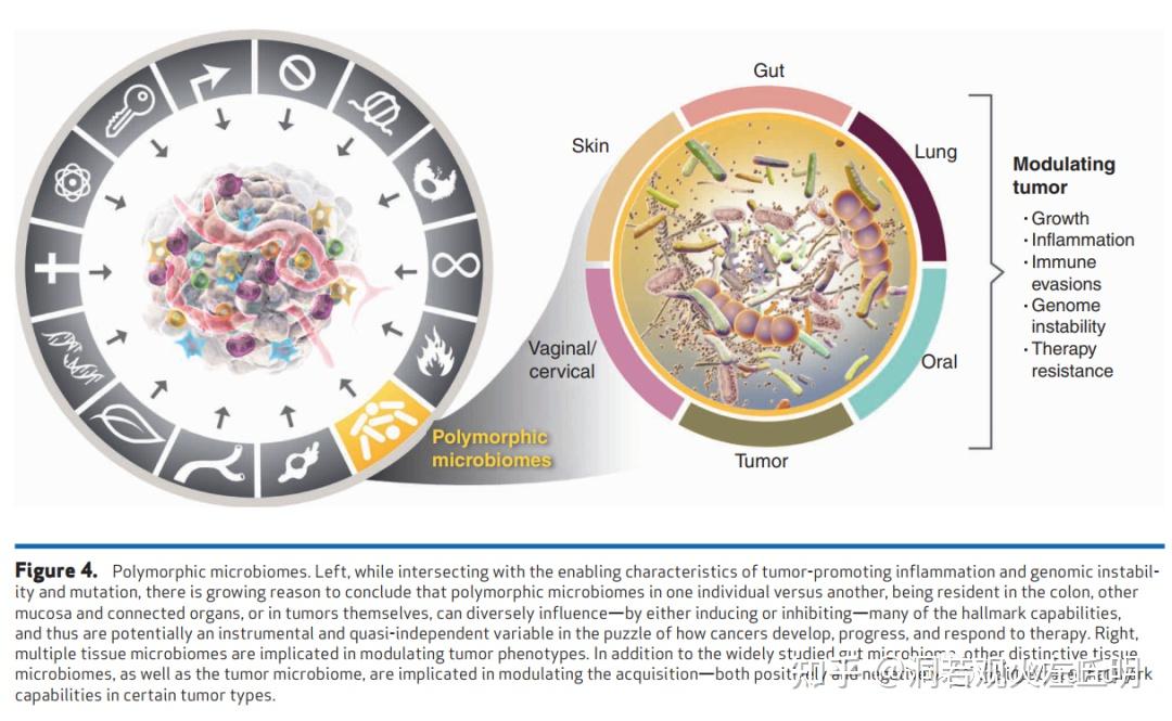 Cancer Discovery发表顶级综述：Hallmarks of Cancer：New Dimensions - 知乎