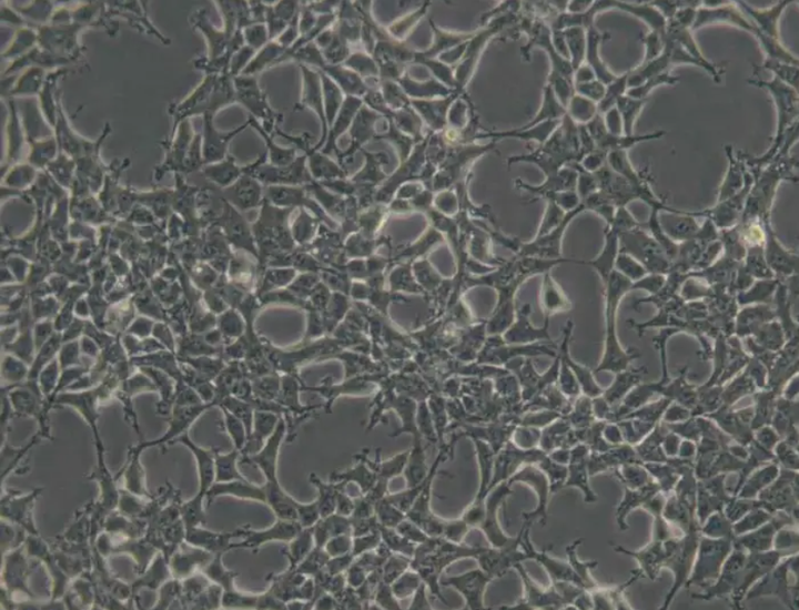 HEK293系列细胞都包括哪些细胞？一文解答！ - 知乎