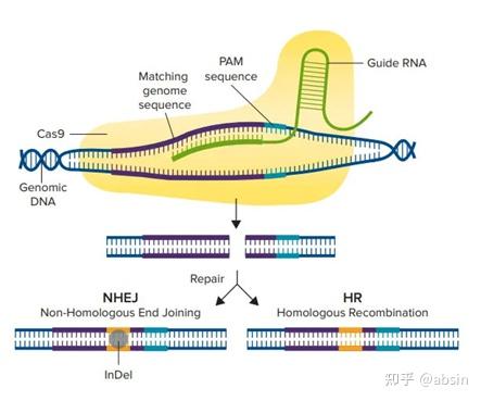 类器官crispr-cas9基因编辑及慢病毒转染实验方法 - 知乎