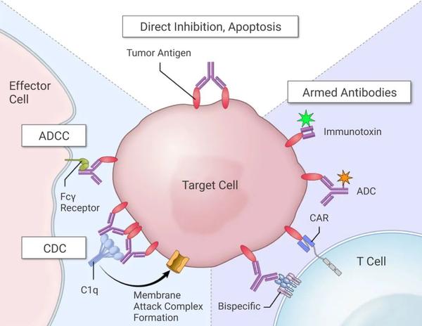 抗肿瘤靶向药物丨小分子化合物 or 单克隆抗体？- MedChemExpress - 知乎