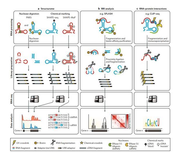 Nature重磅综述 |关于RNA-seq，你想知道的都在这 - 知乎