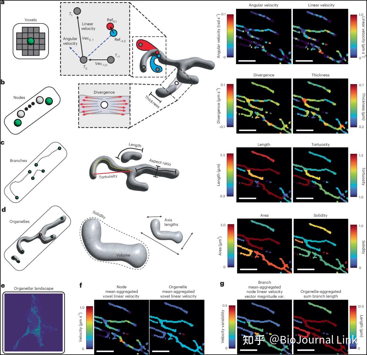 生物图像 | Nat.Methods | Nellie：自动化细胞器分割、跟踪和二维/三维活细胞显微镜下的层级特征提取 - 知乎