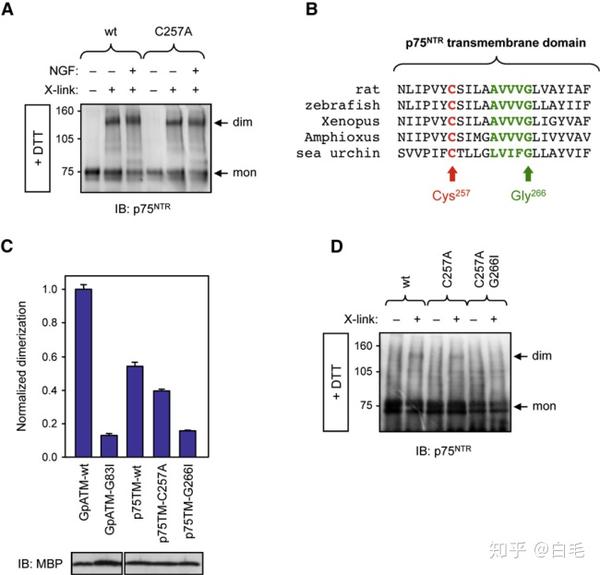 Conformational Rearrangement of p75NTR Receptor - 知乎