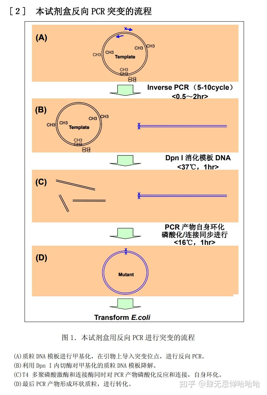 反向PCR - 知乎