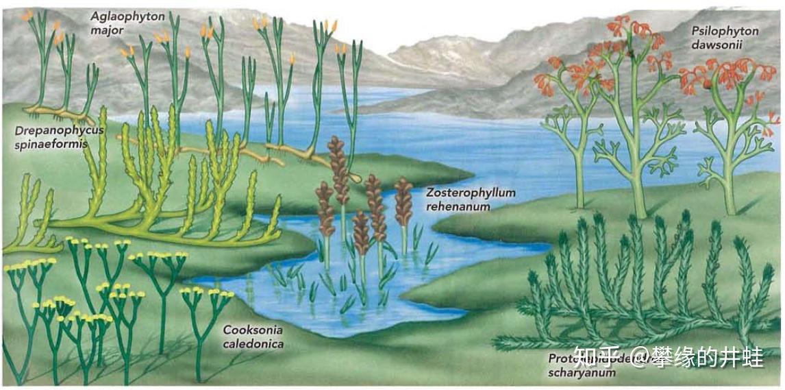 【地球演义】绿之巨人传7：蕨海 - 知乎