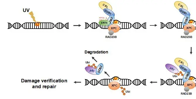 SIRT6在DNA损伤修复中的新功能 - 知乎