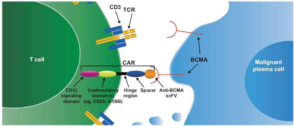 靶向BCMA的CAR-T疗法 - 知乎