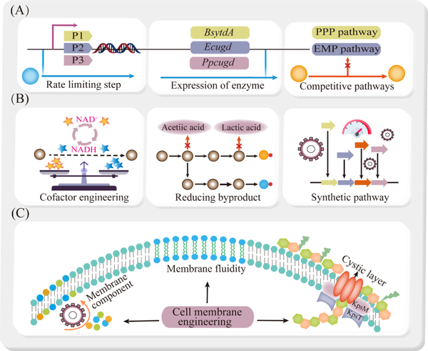 Trends Microbiol 综述︱江南大学高聪等评述微生物生产糖胺聚糖及其寡糖 - 知乎