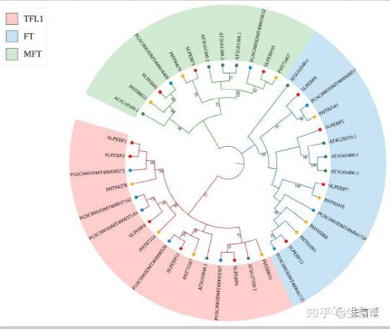 基因家族详细解读｜番茄PEBP基因家族 - 知乎
