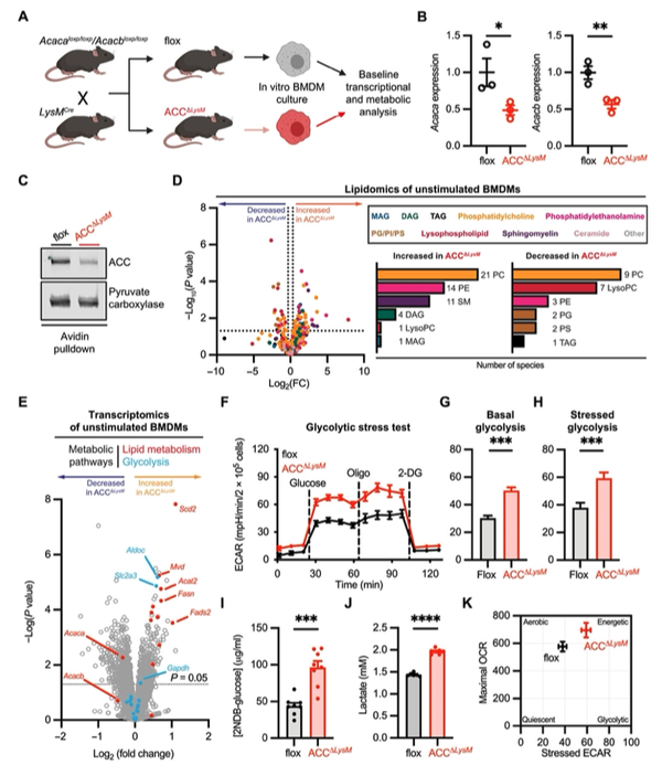 Science子刊丨巨噬细胞乙酰辅酶 A 羧化酶通过控制糖脂代谢调节急性炎症 - 知乎