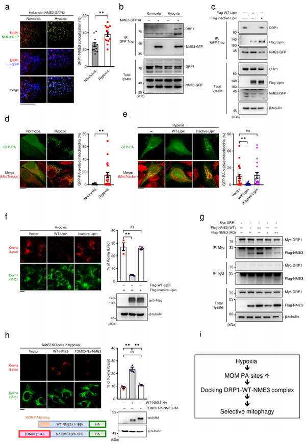 Nature Communications | NME3是缺氧条件下DRP1依赖性线粒体自噬的gatekeeper - 知乎