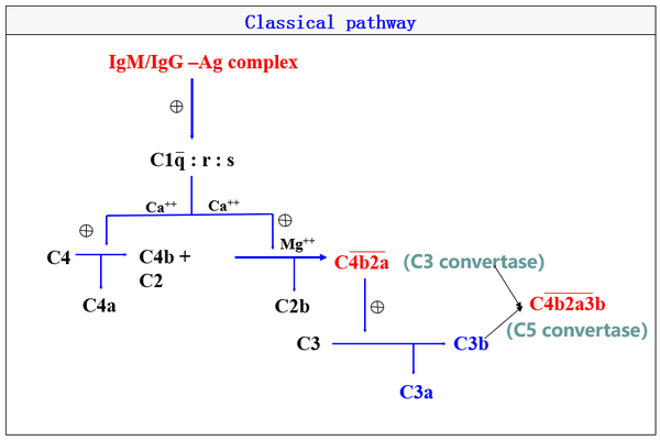 免疫学整理--细胞因子&补体系统 - 知乎