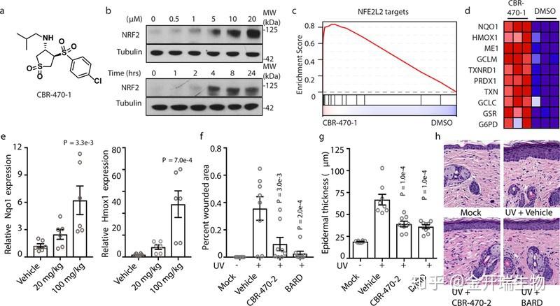 多组学联合揭示糖酵解和KEAP1-NRF2信号转导的整合机制 - 知乎