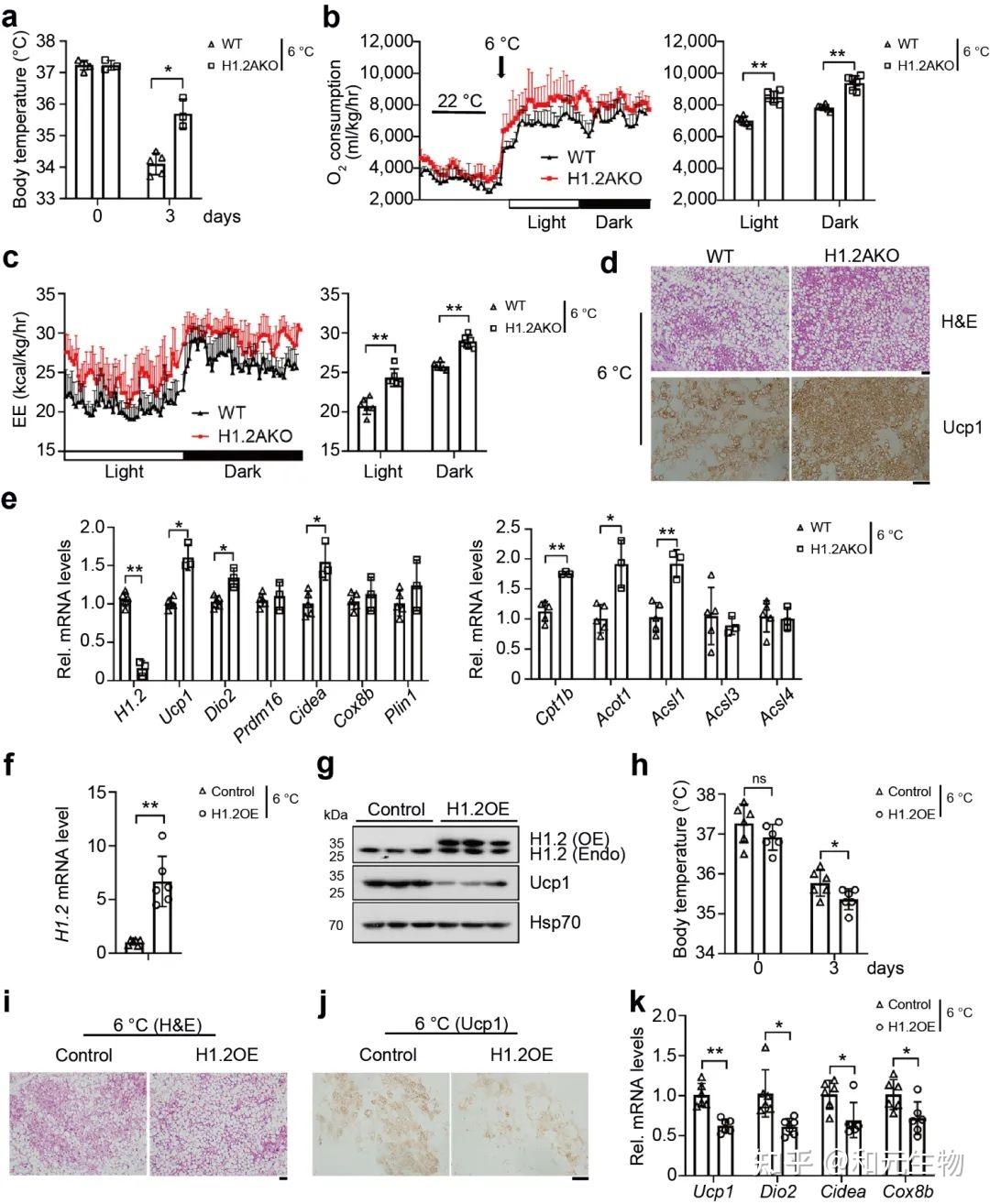 Nat Commun : 武汉大学郑凌团队发现脂肪褐变新靶点 - 知乎