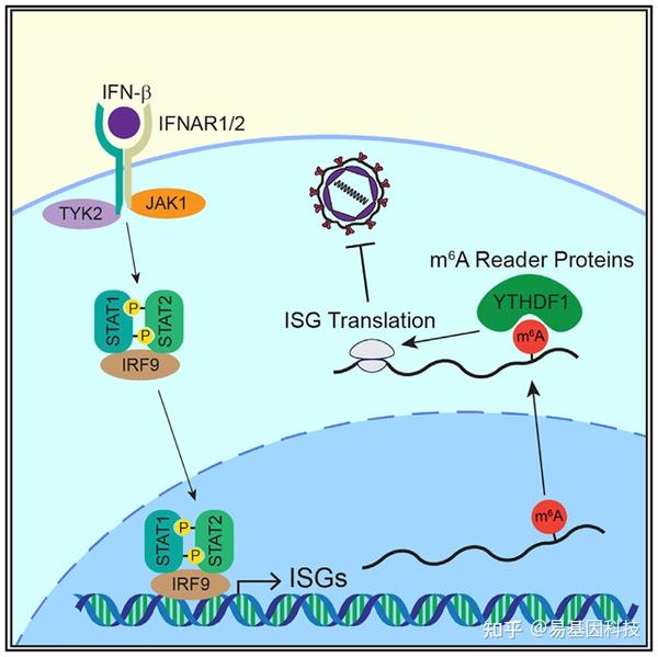 易基因：MeRIP-seq等揭示m6A甲基化修饰对抗病毒基因表达的转录调控机制｜Cell Rep - 知乎