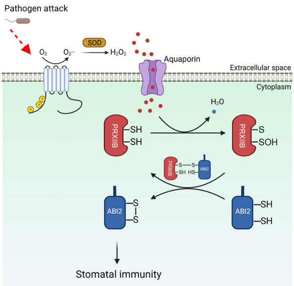 Nature Plants | 周俭民课题组与杨靖课题组合作发现H2O2调控植物气孔免疫的分子机制 - 知乎