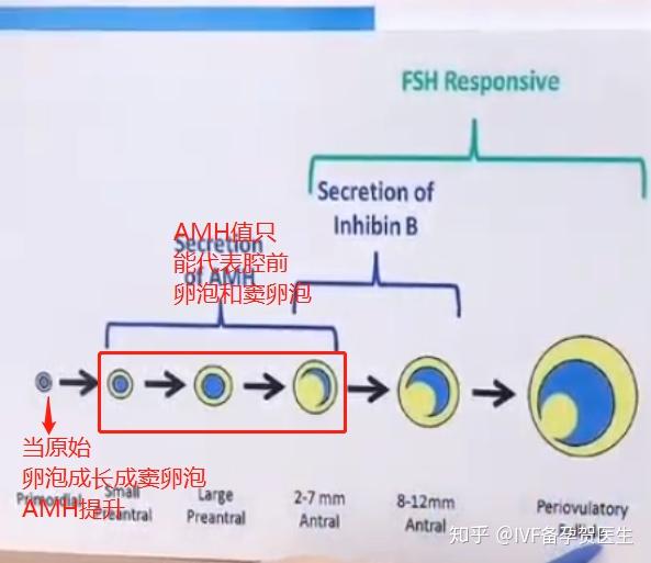 统一答复：AMH值可以回升（依据和案例） - 知乎