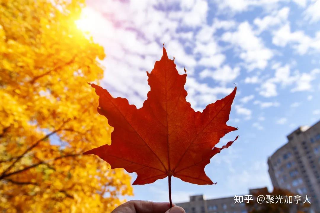 加拿大移民：一张加拿大枫叶卡等赚了300万？盘点加拿大生活福利！ - 知乎