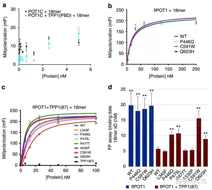 【文献翻译】人POT1-TPP1端粒复合体的结构和功能分析 - 知乎