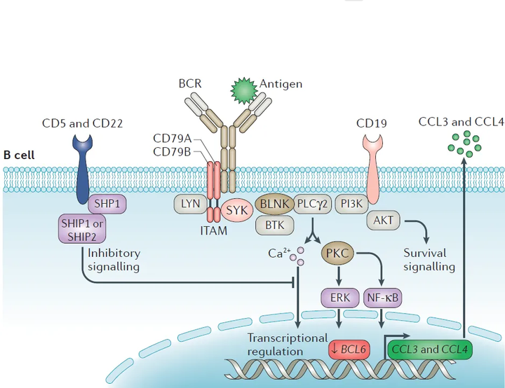 CD79b: B细胞信号传导与疾病治疗的核心密码 - 知乎