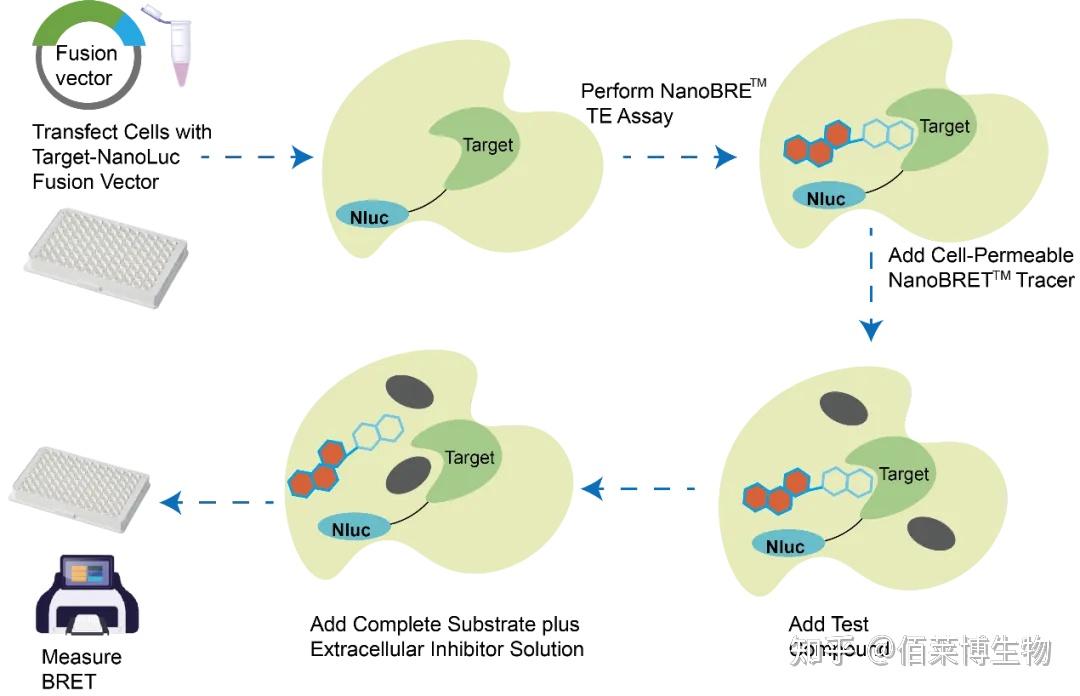 Target Engagement (TE) assay实验服务：在活细胞内研究化合物与靶蛋白相互作用 - 知乎