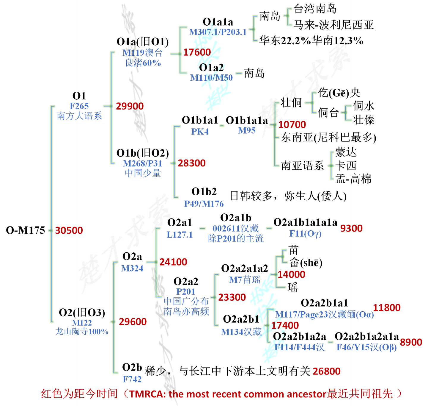 人类y染色体dna单倍群的基因进化树 知乎