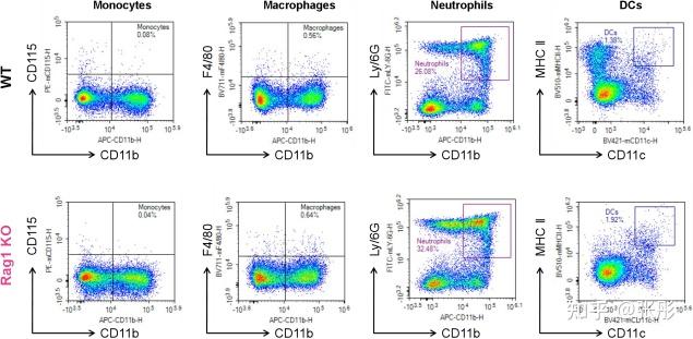 Rag1-KO小鼠 | 联合免疫缺陷模型 - 知乎